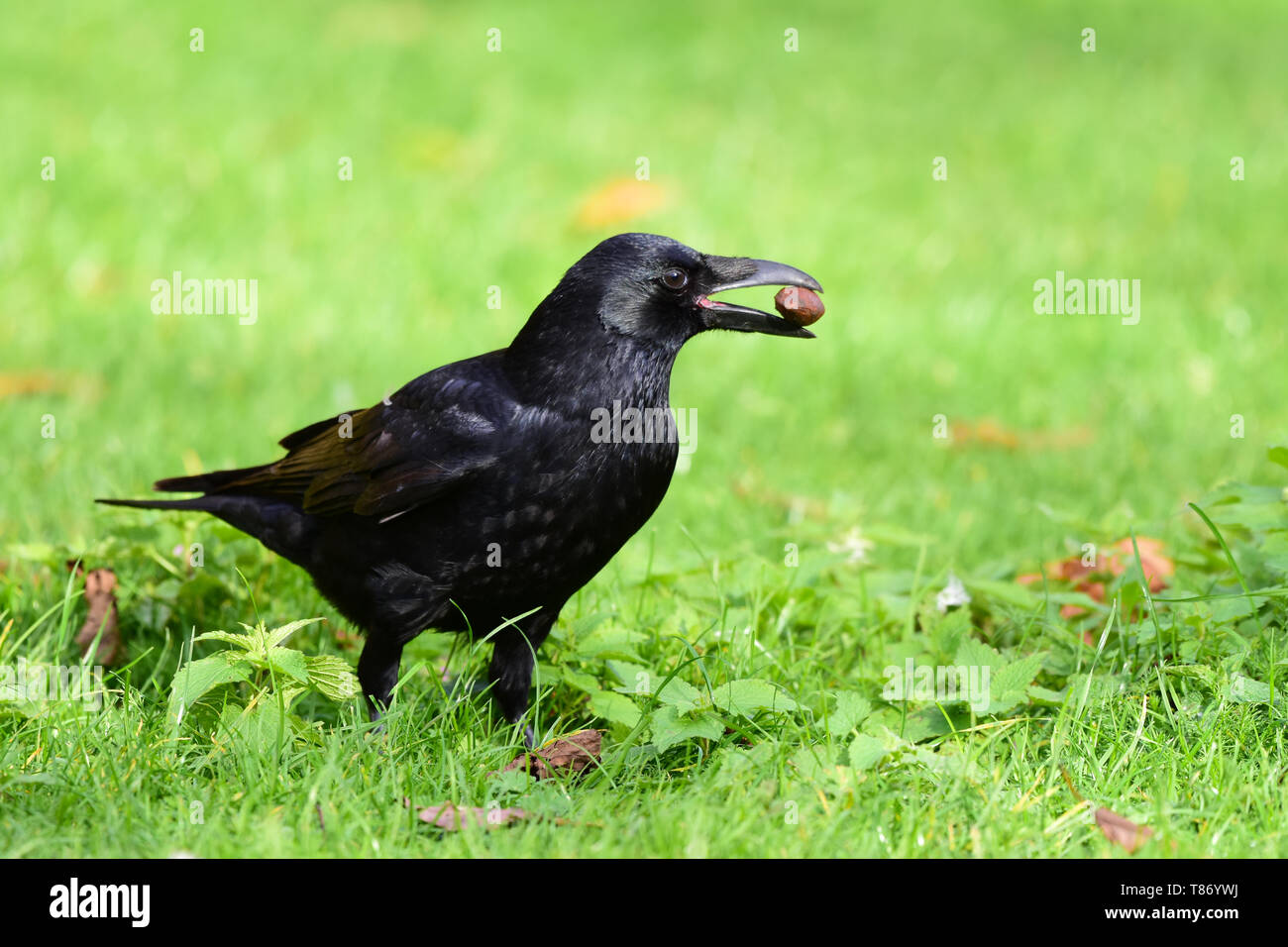 Black crow, Corvus corone, common crow Stock Photo - Alamy