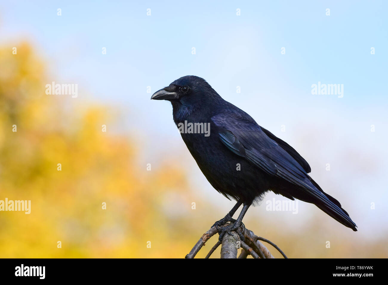 Black crow, Corvus corone, common crow Stock Photo - Alamy
