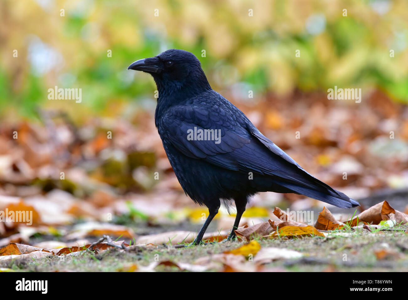 Black crow, Corvus corone, common crow Stock Photo - Alamy