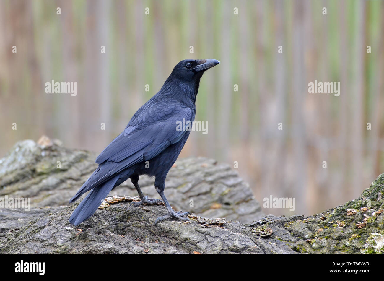 Black crow, Corvus corone, common crow Stock Photo - Alamy