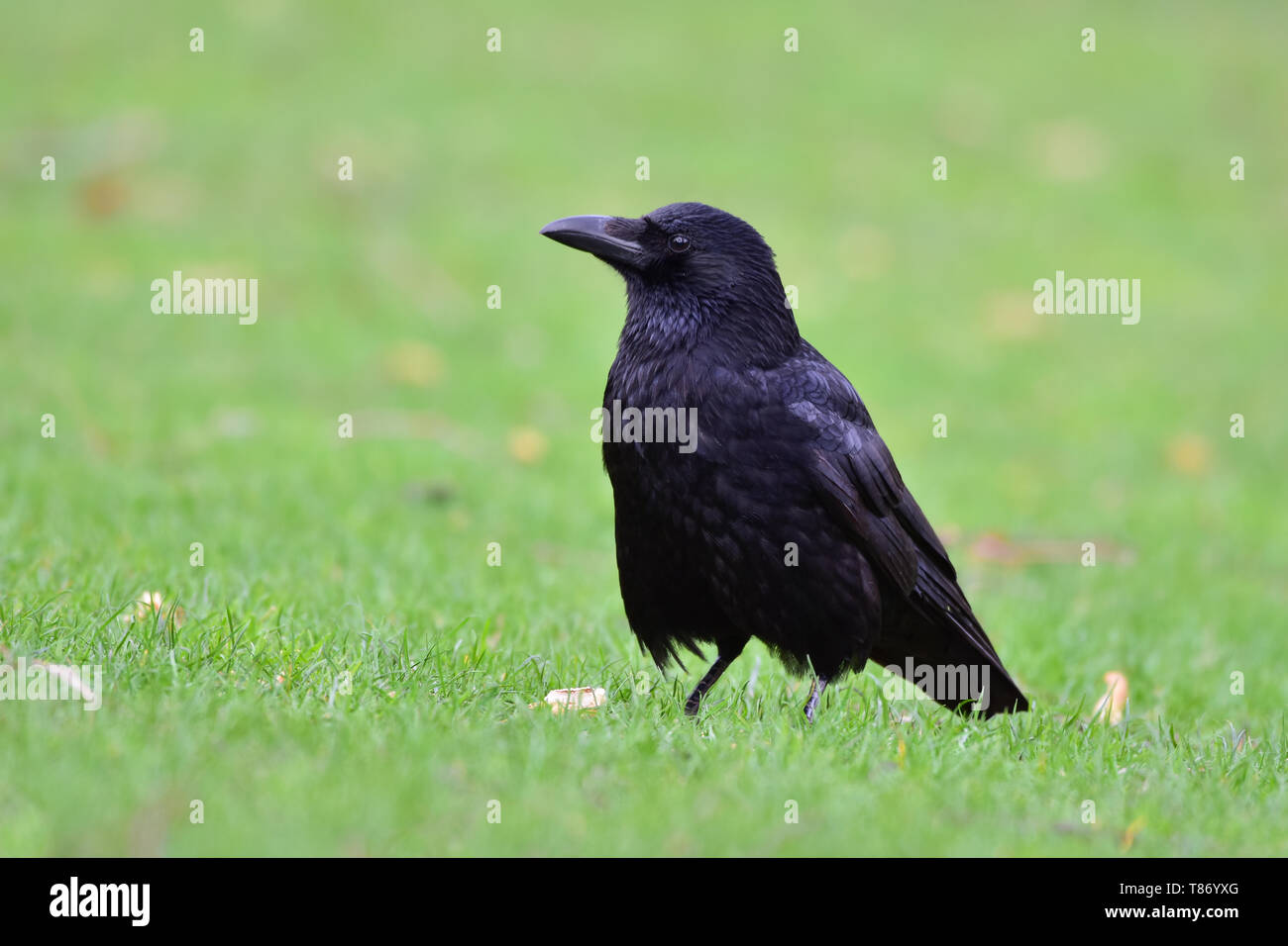 Black crow, Corvus corone, common crow Stock Photo - Alamy