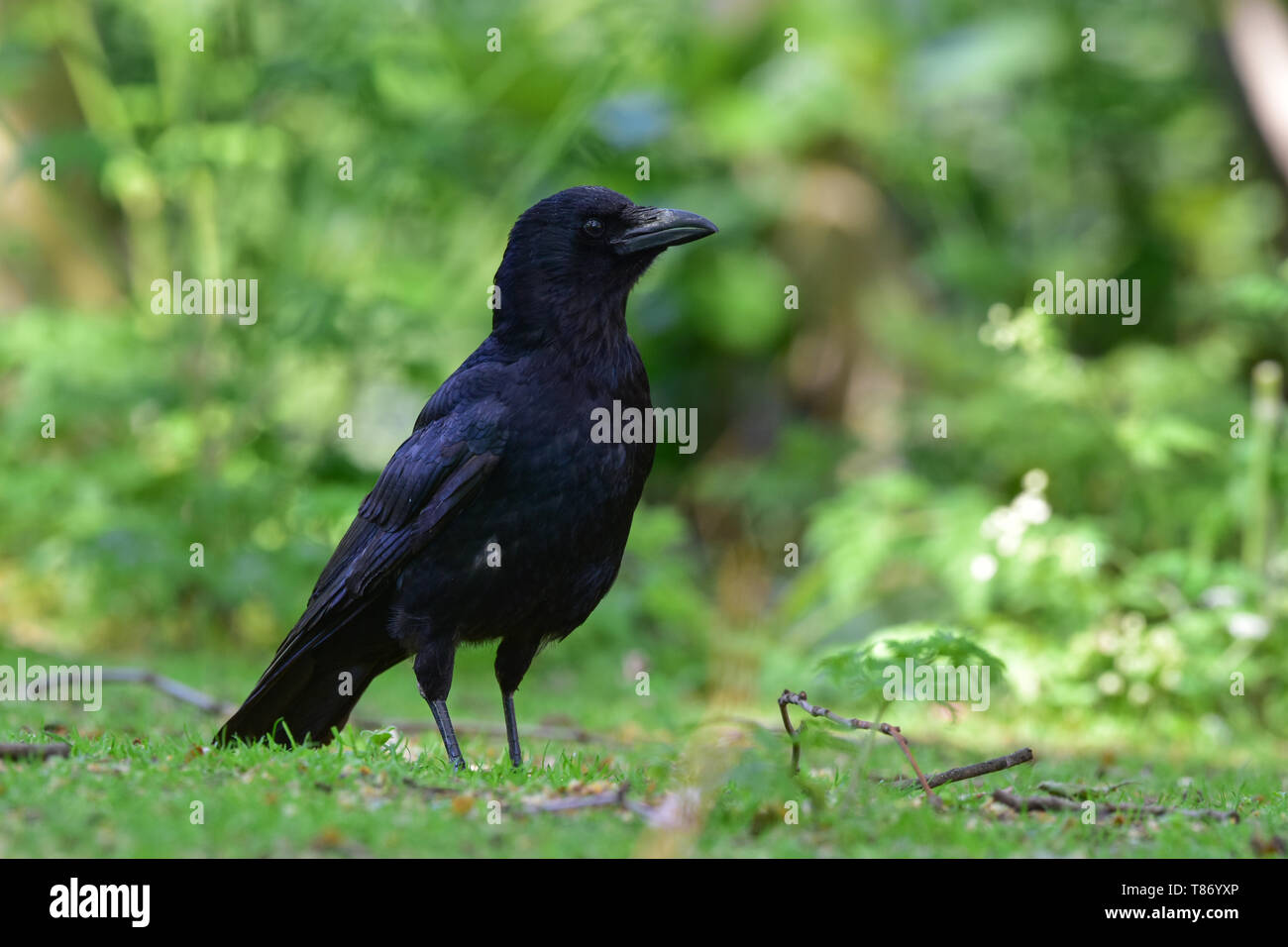 Black crow, Corvus corone, common crow Stock Photo - Alamy