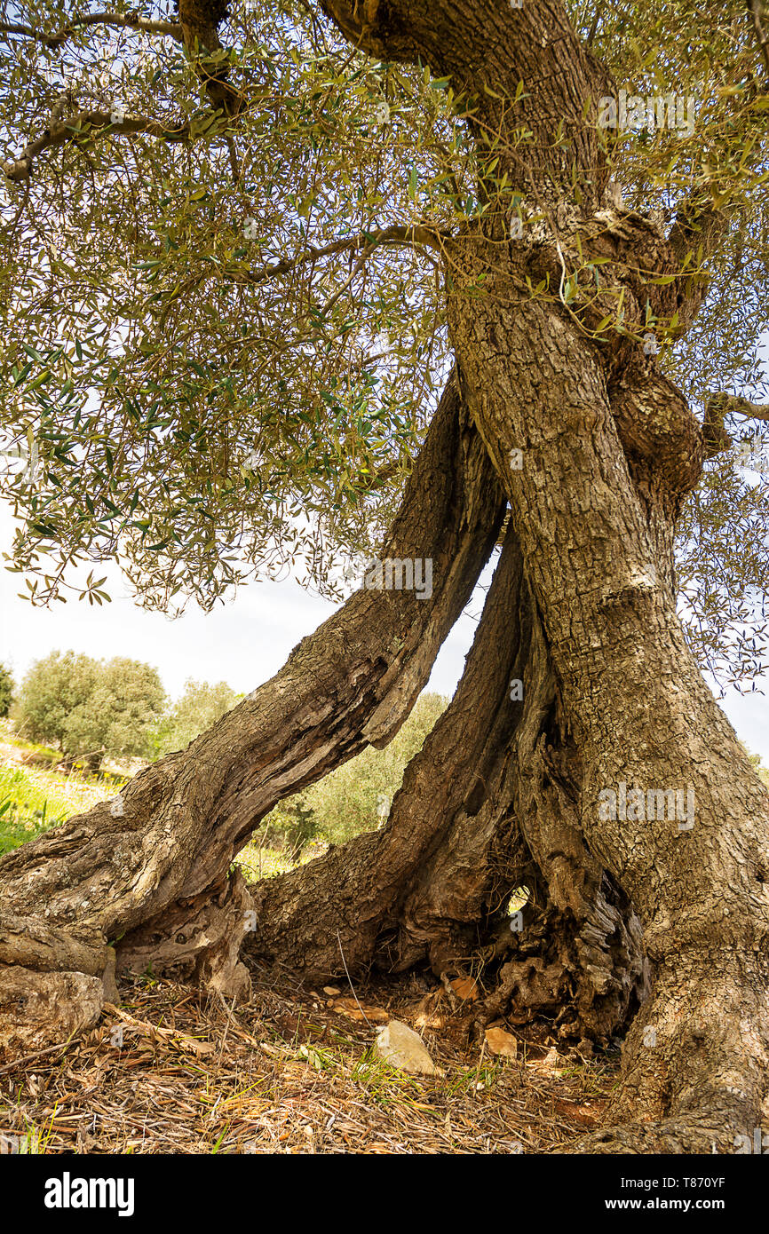 Trunk of an olive tree hi-res stock photography and images - Alamy