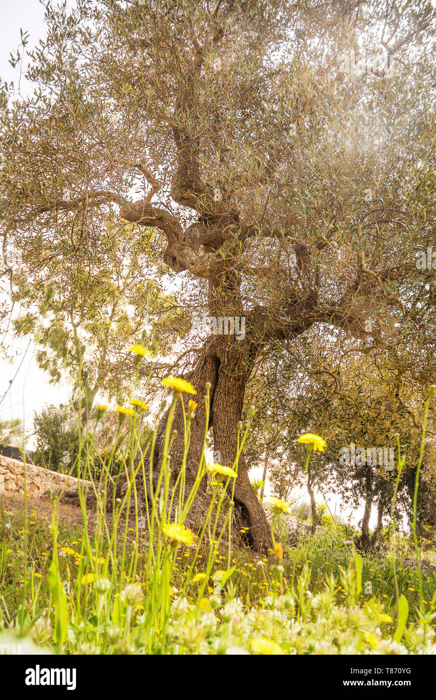 Olive tree in the spring Stock Photo - Alamy