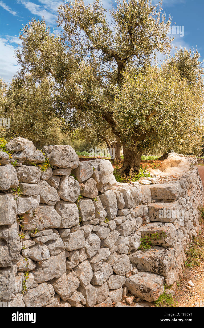 Olive tree and stone wall on a road in the Itria valley in Puglia ...