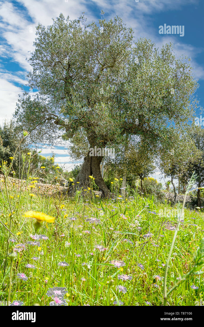 Olive tree in the spring Stock Photo - Alamy