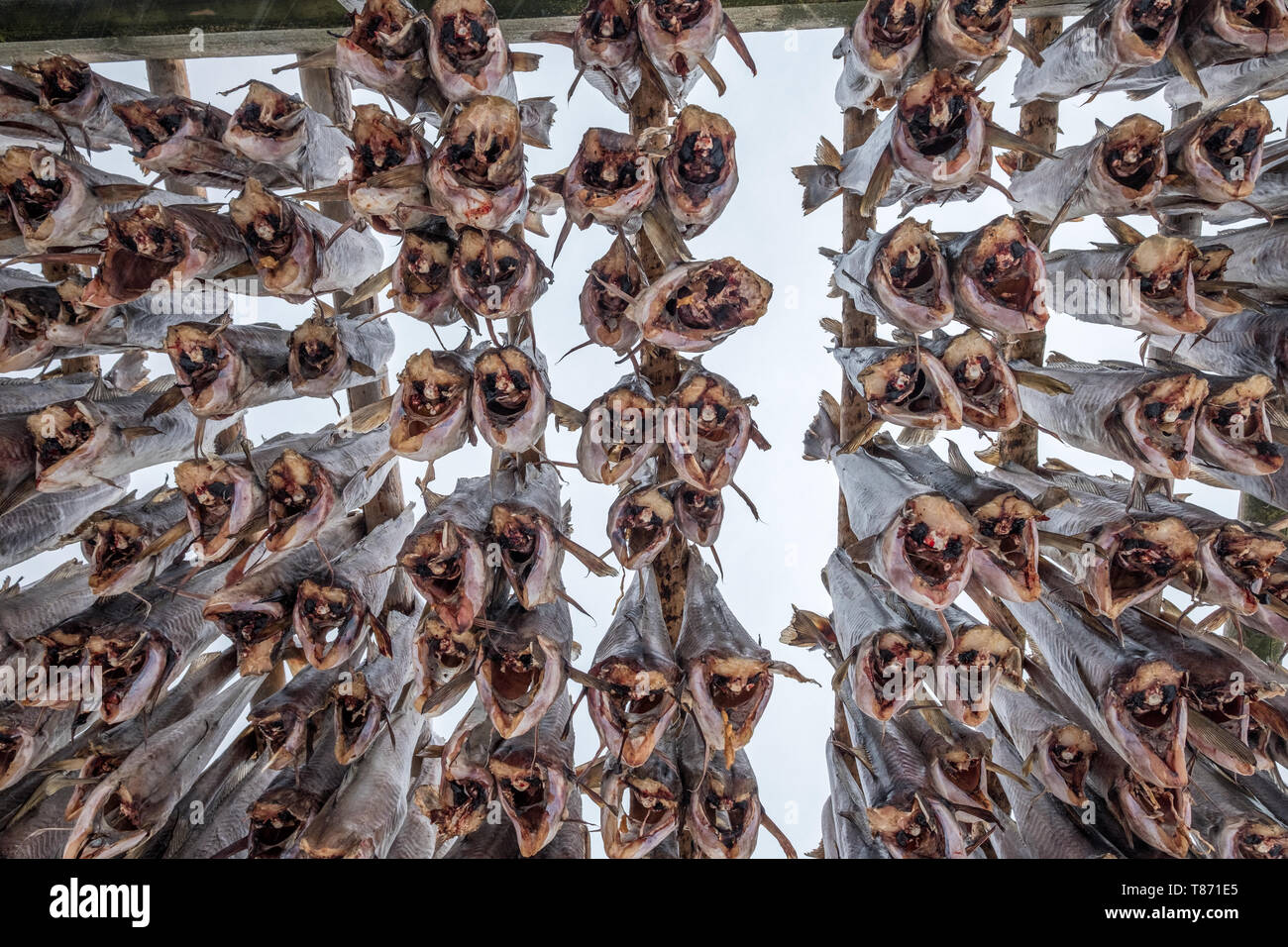 Cod fish headless hanging dry on wooden racks. traditional food in ...