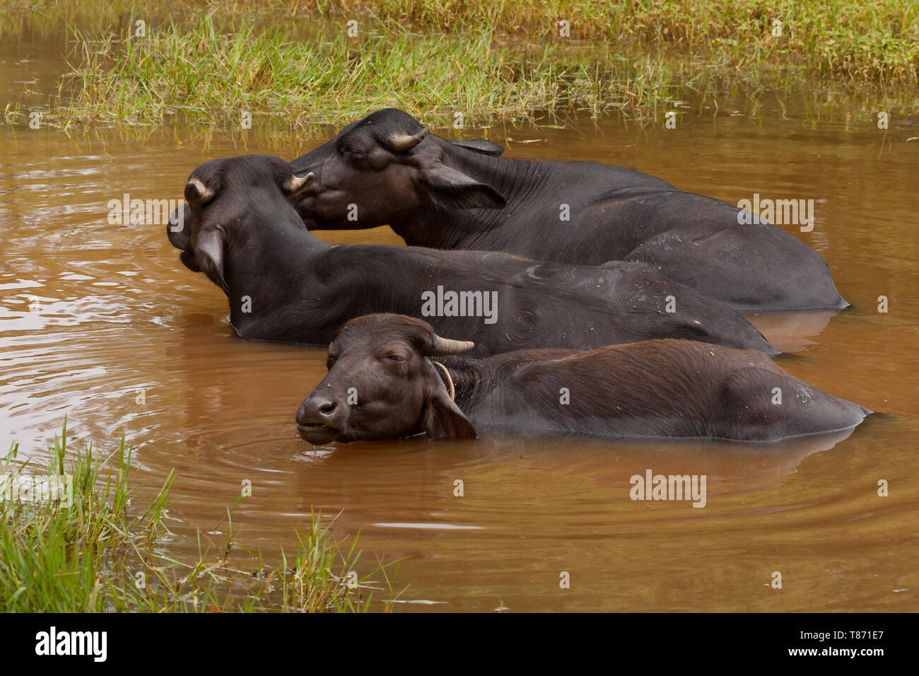 Water buffalo in mud pool hi-res stock photography and images - Alamy