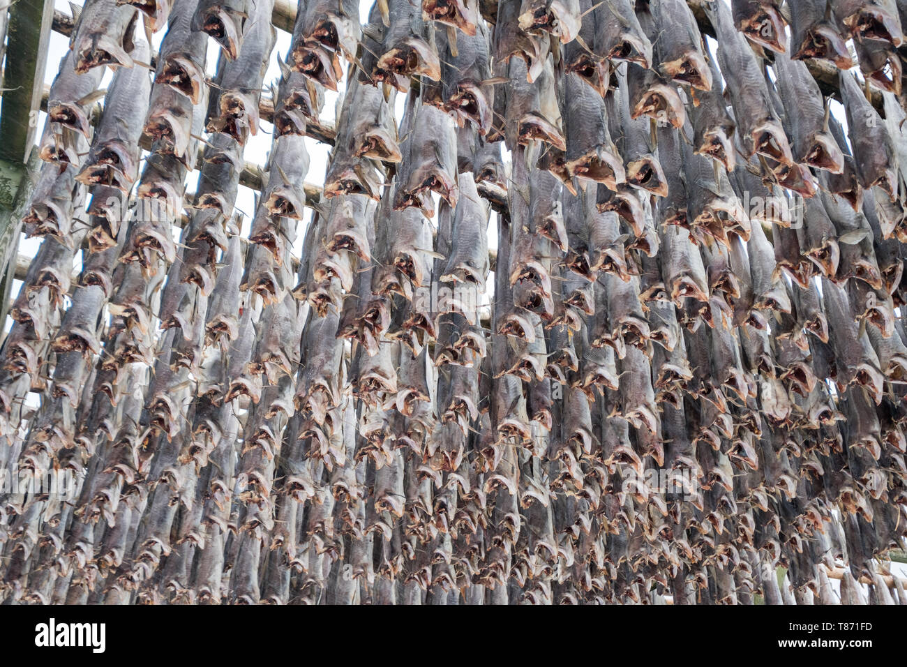 Norway fish hanging dry on hi-res stock photography and images - Alamy
