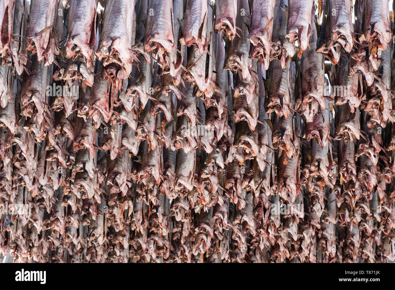 Cod fish headless drying on wooden racks. Traditional food in lofoten ...