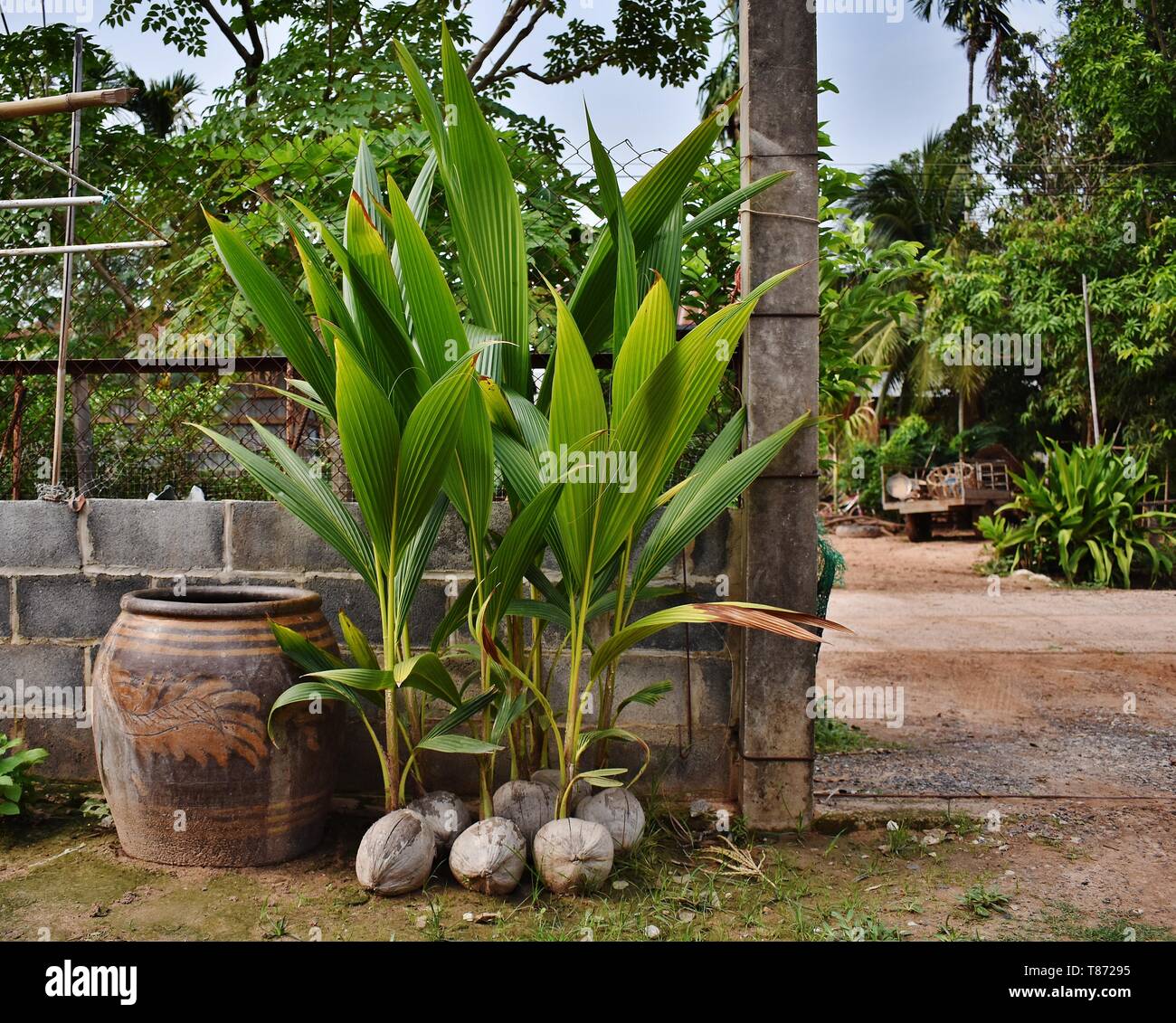 Coconut seedlings in rural village thailand hi-res stock photography ...