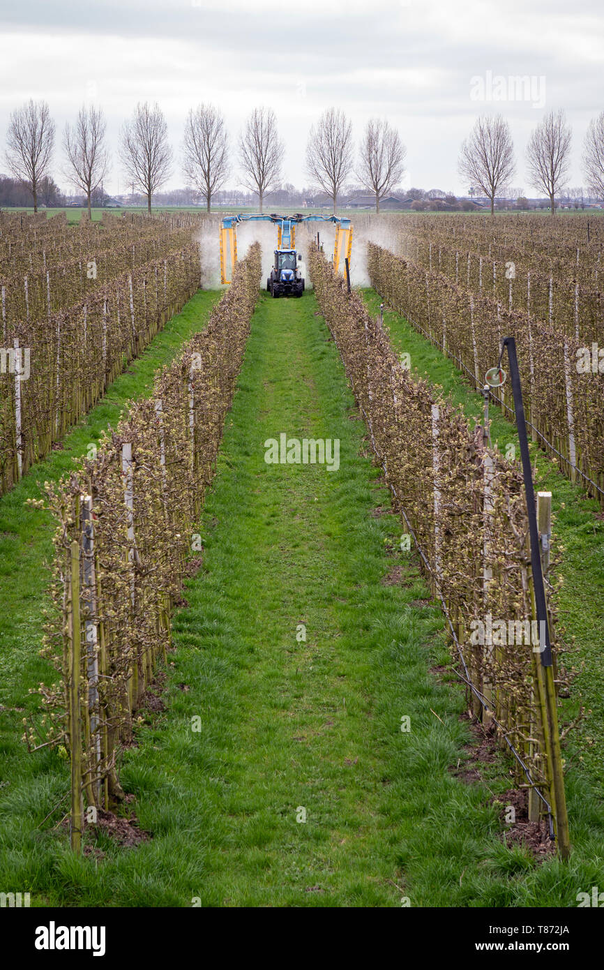 ASPEREN, THE NETHERLANDS - March 31, 2019: Modern orchard sprayer ...