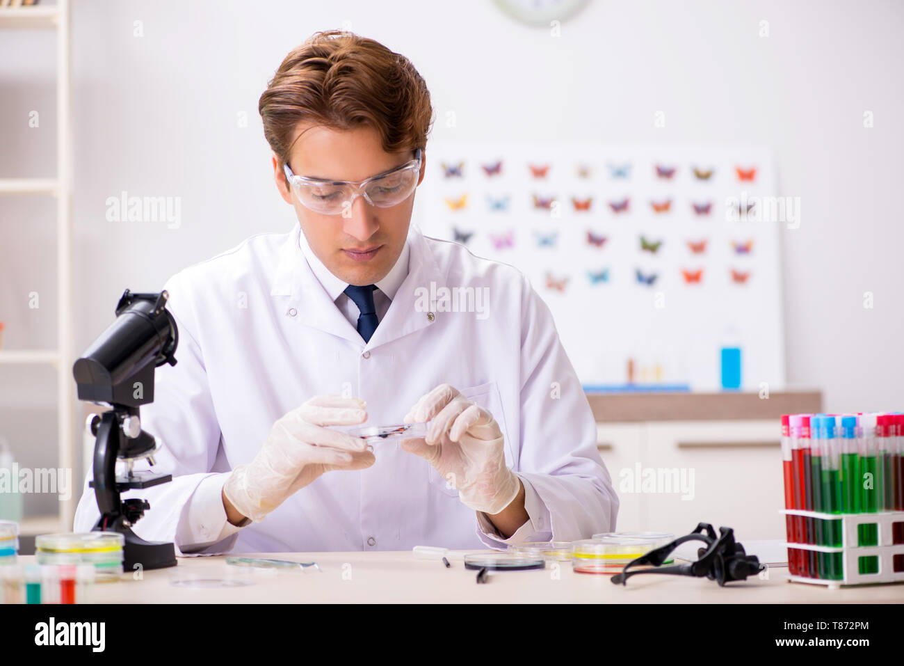 Scientist entomologist studying new butterfly species Stock Photo - Alamy