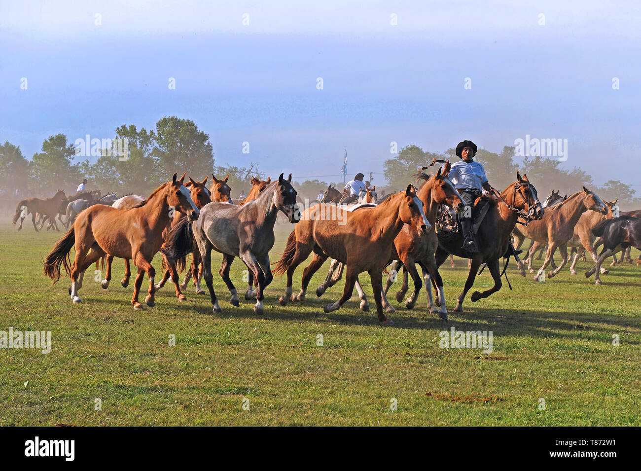 San Antonio de Areco/ Argentina: Gaucho with a tropilla (horse group ...