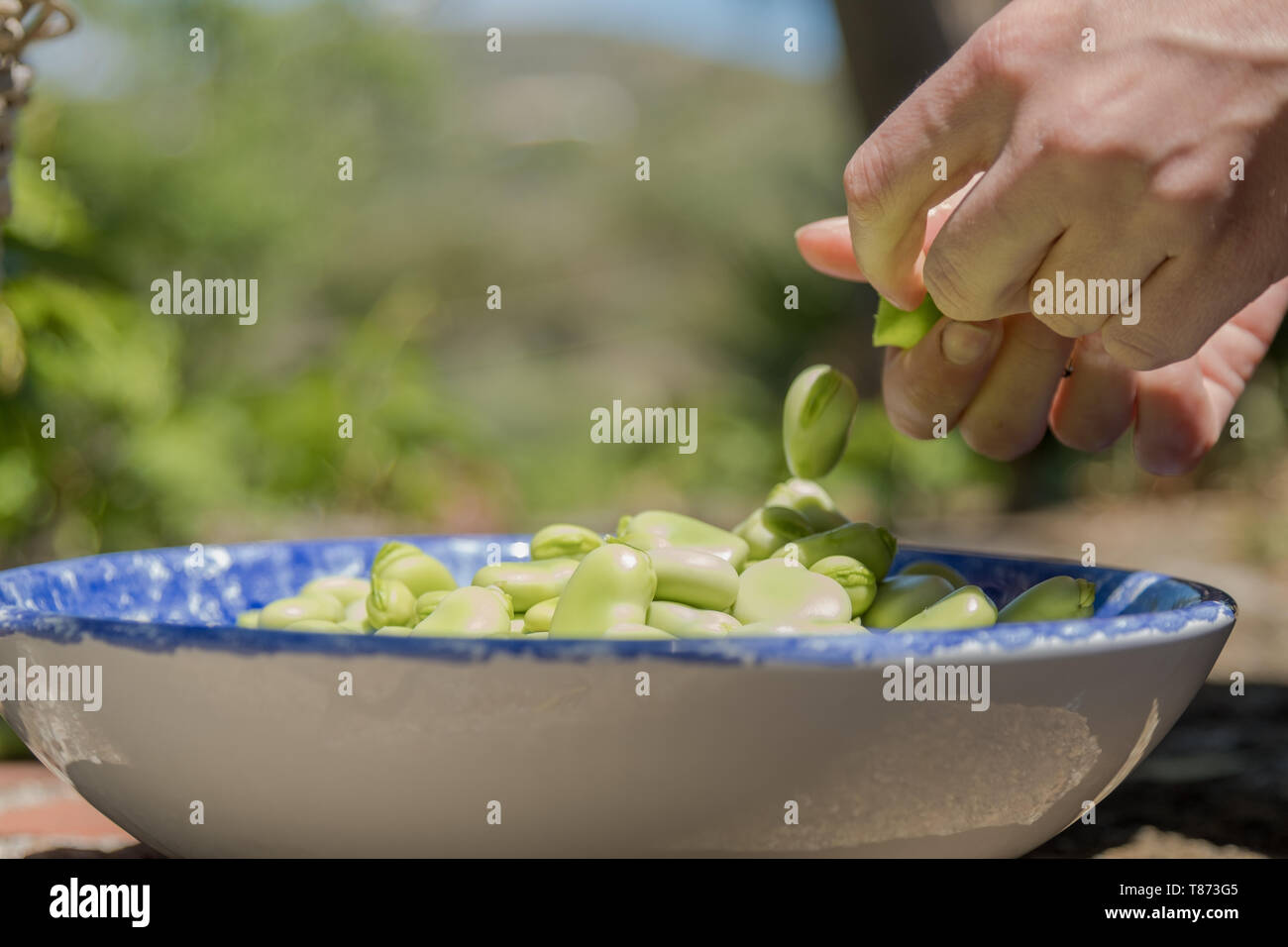 Female hands opening pods of fresh broad beans. Broad bean falling on a ...