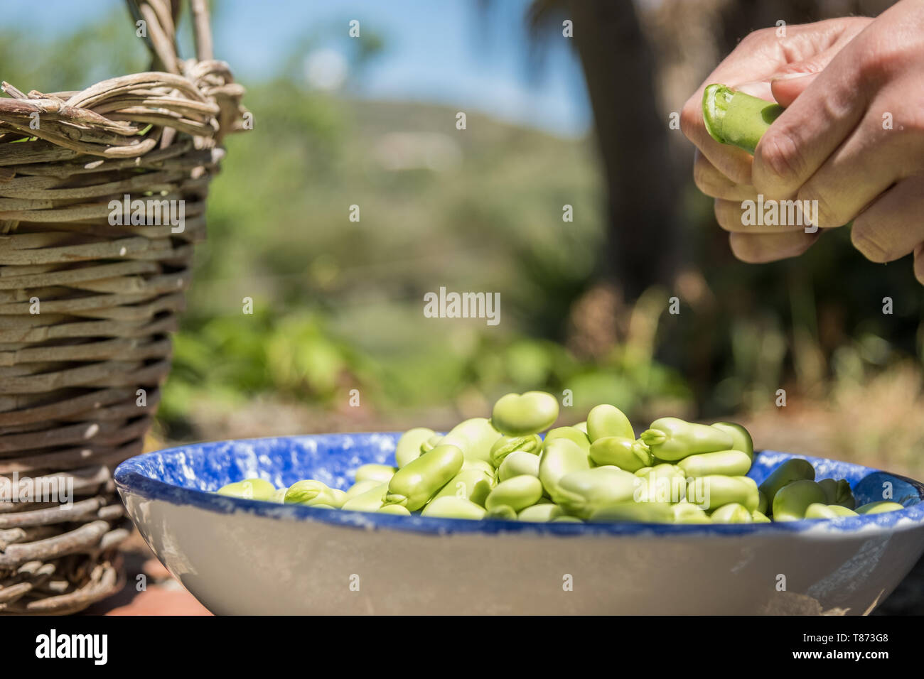 Female hands opening pods of fresh broad beans. Broad bean falling on a ...