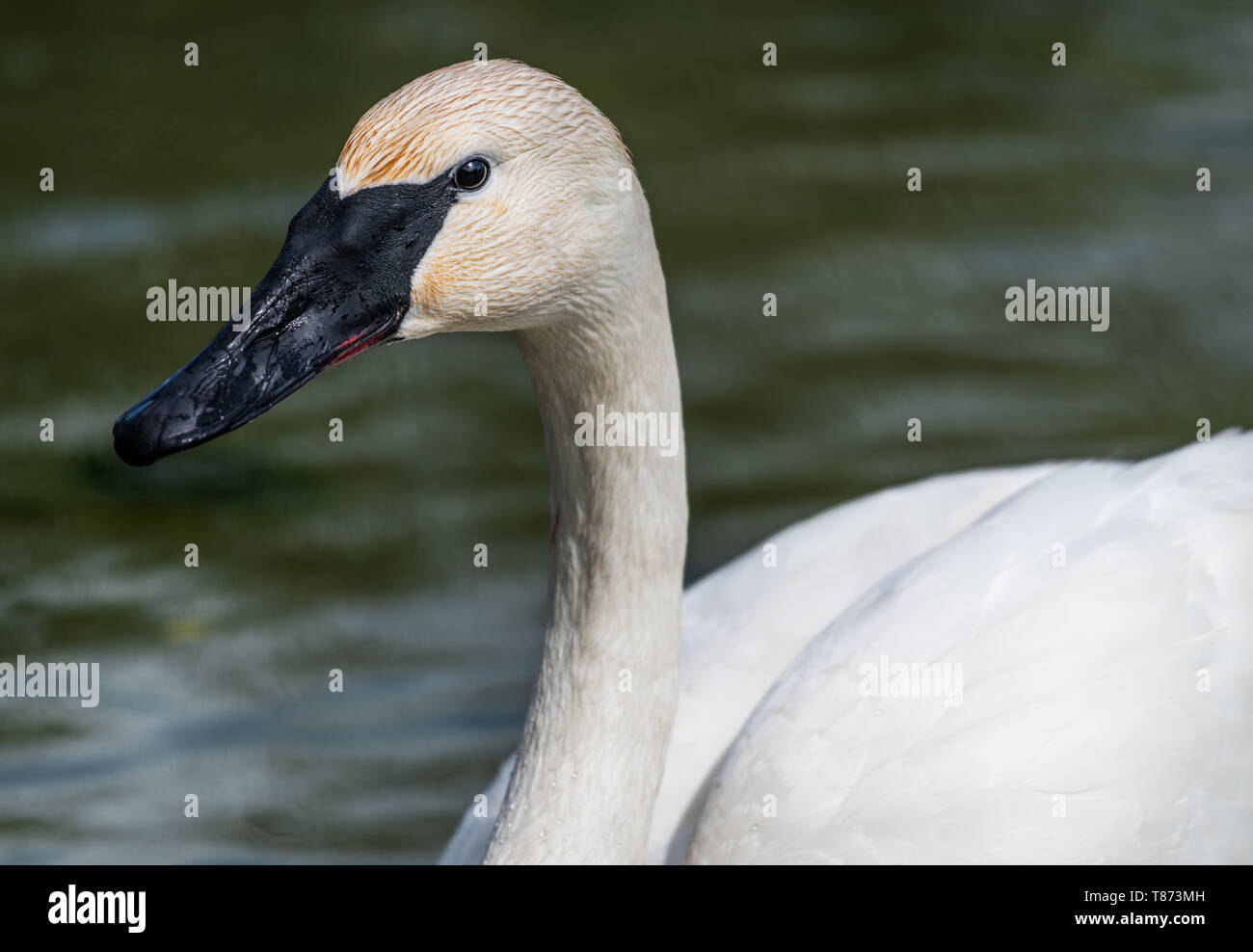 Background trumpeter swan swimming hi-res stock photography and images ...