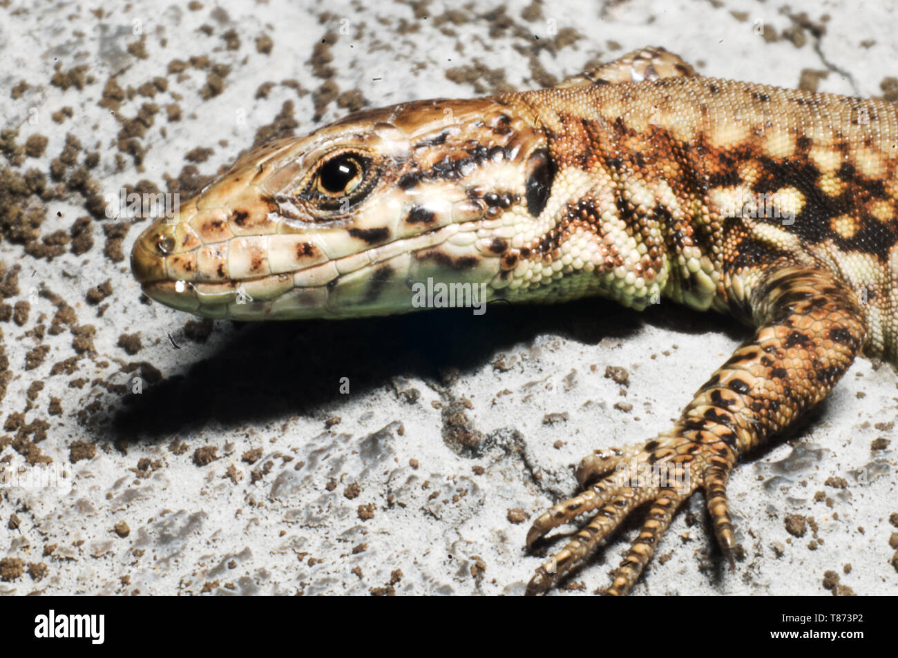 Podarcis muralis; wall lizard basking on house wall, Sargans Stock ...