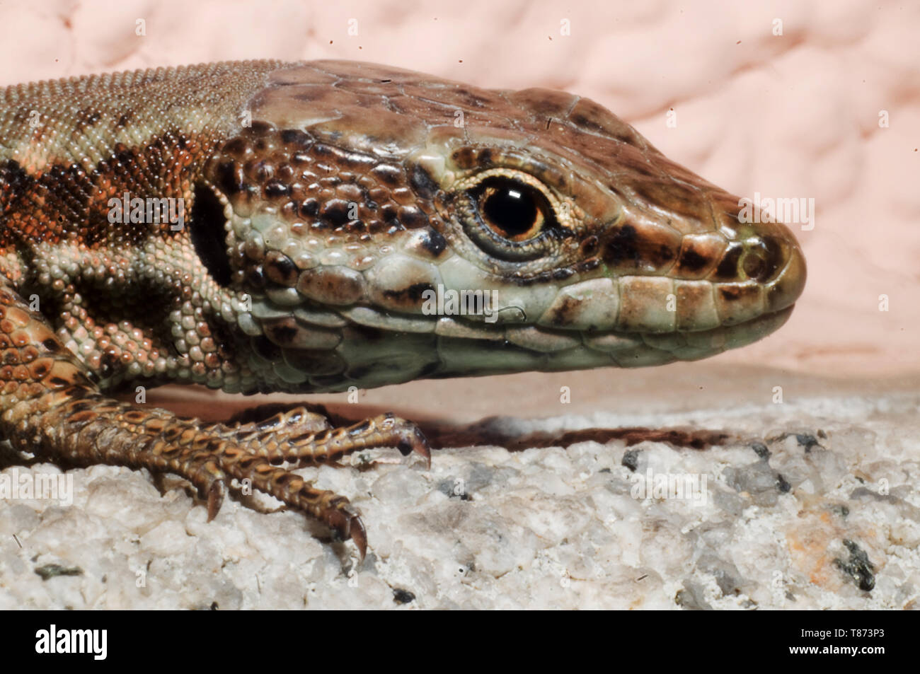 Podarcis muralis; wall lizard basking on house wall, Sargans Stock ...