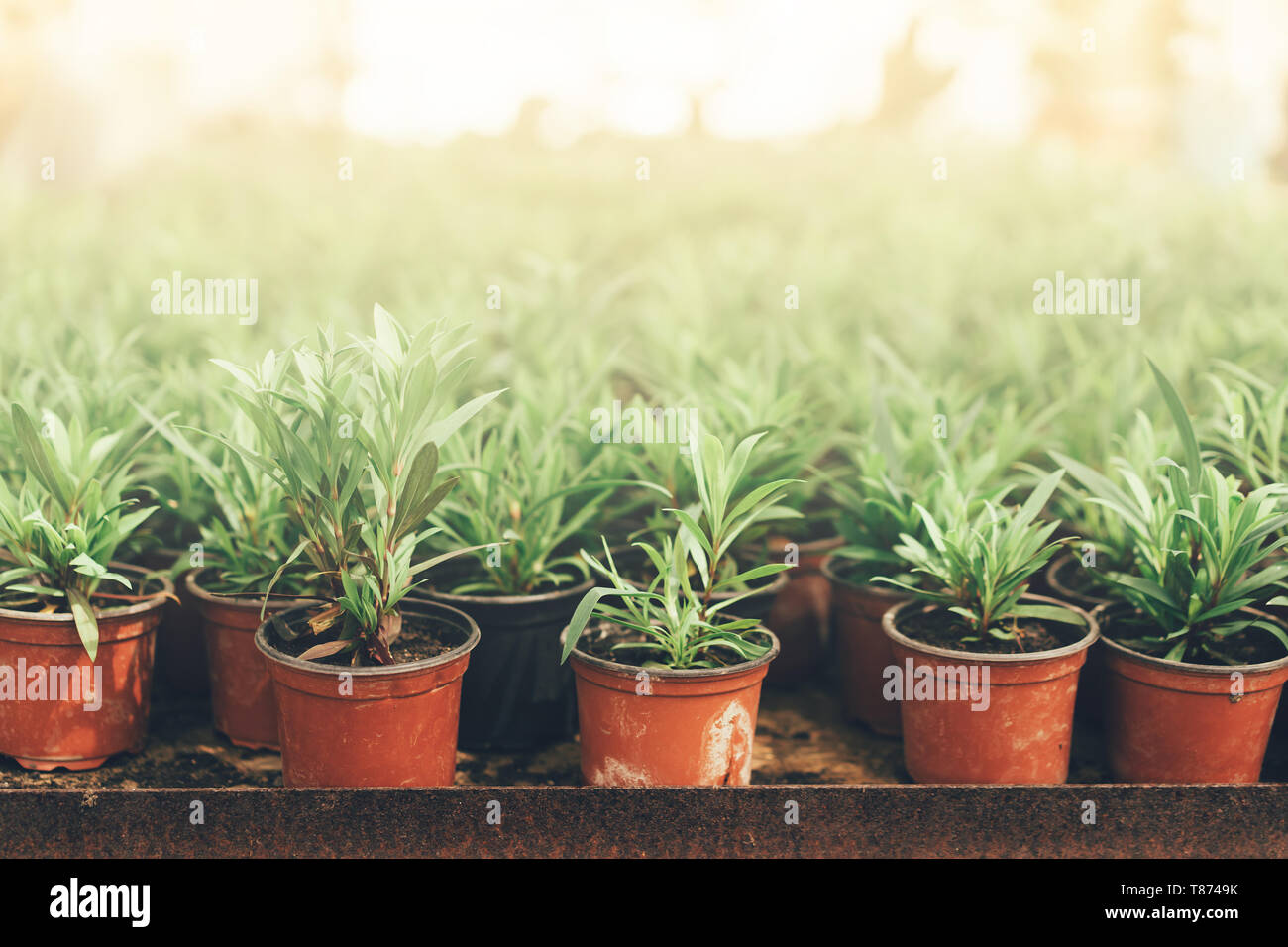 Organic farming, seedlings growing in greenhouse, greewn colour Stock ...