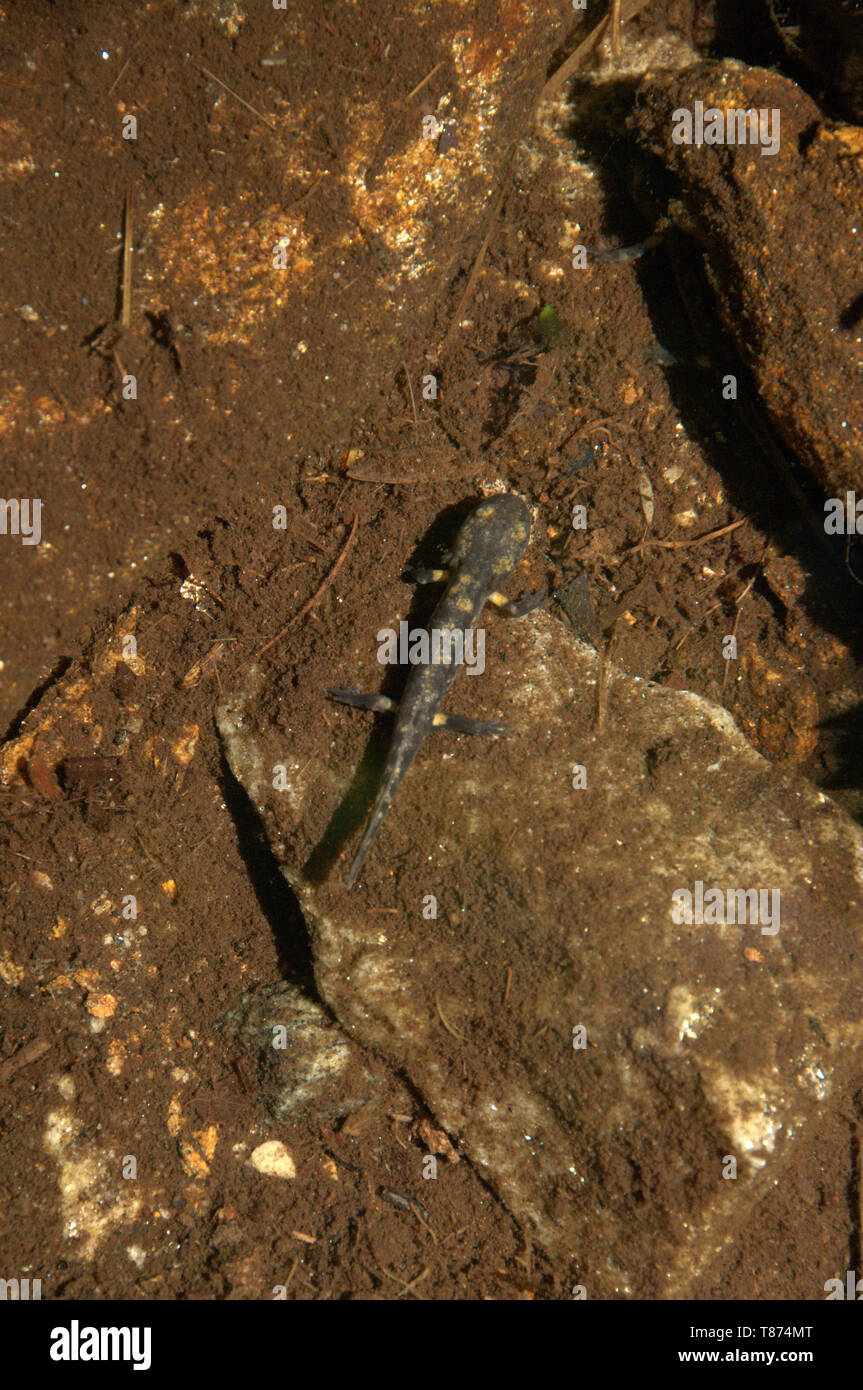 Alpine stream salamander hi-res stock photography and images - Alamy