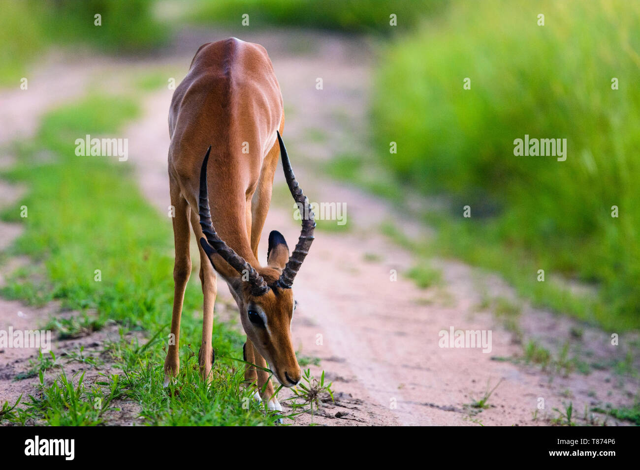 Malawi impala hi-res stock photography and images - Alamy