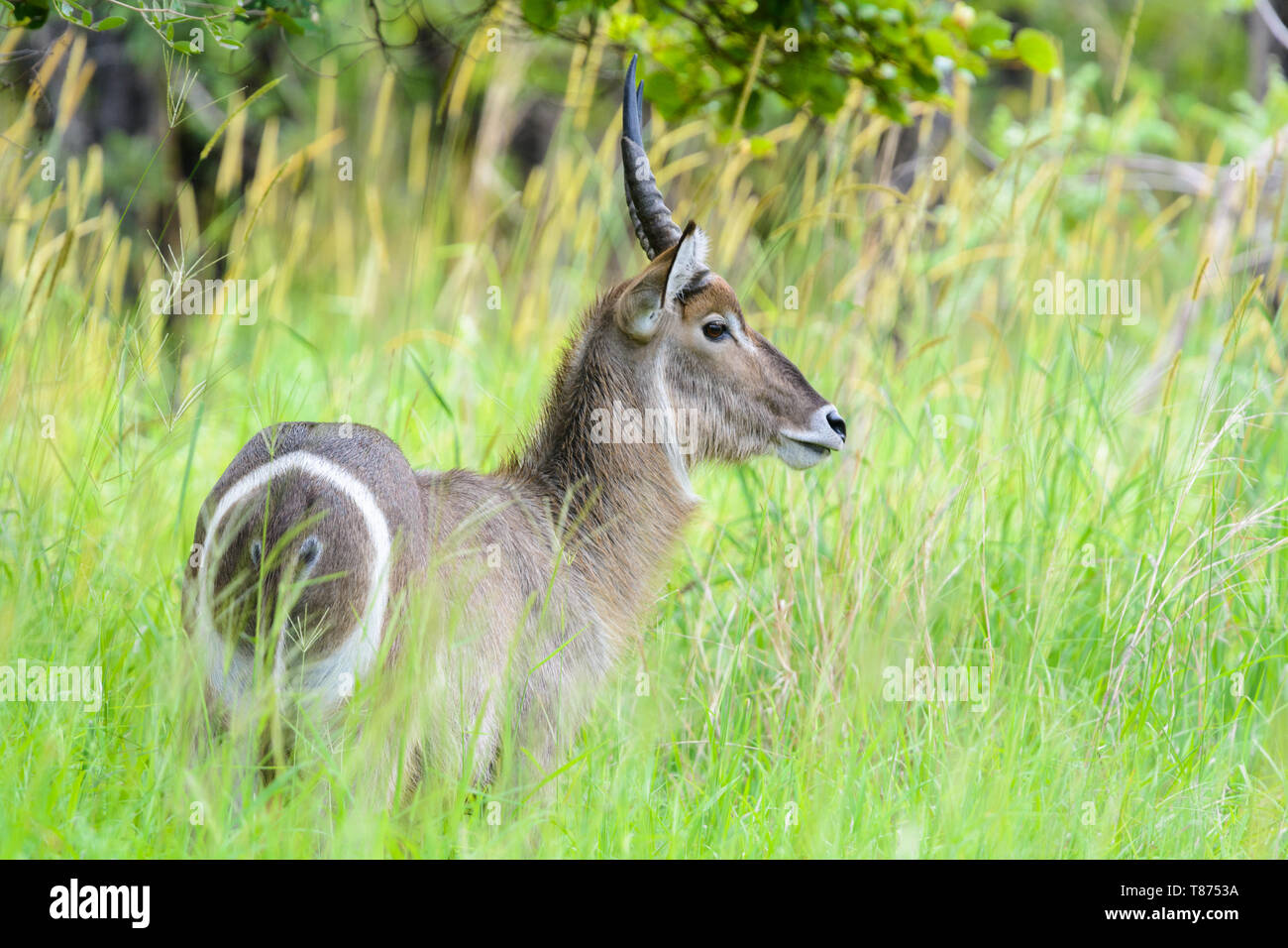 Waterbuck scenic view hi-res stock photography and images - Alamy