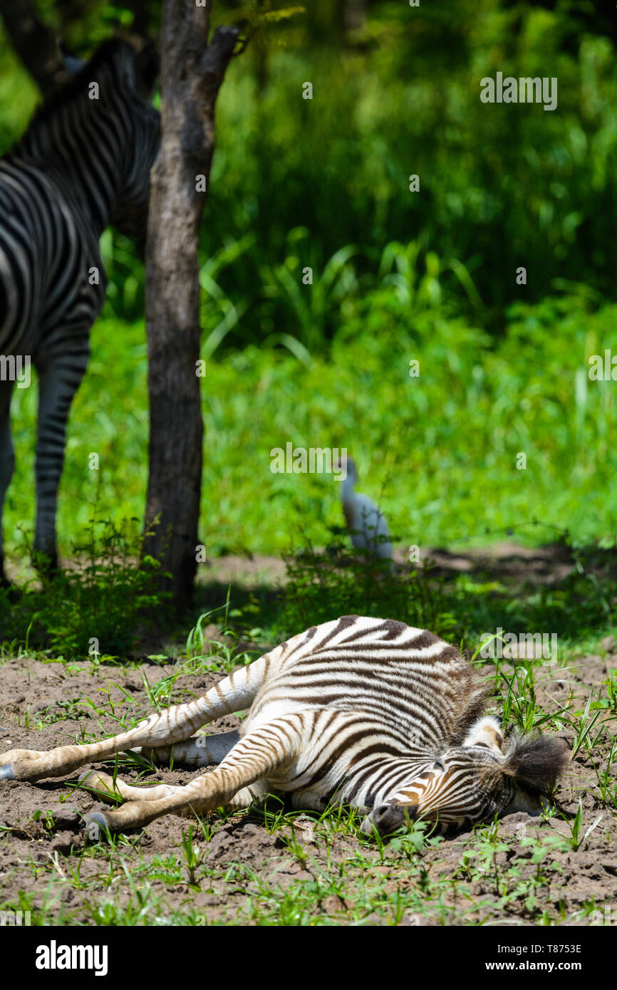 Zebra foal lying down hi-res stock photography and images - Alamy