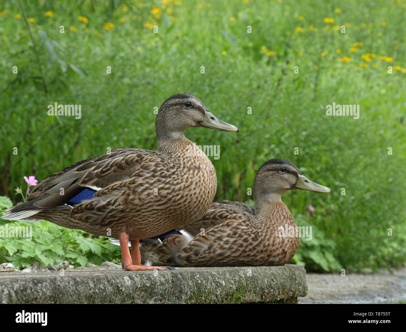 Ducks coupling hi-res stock photography and images - Alamy