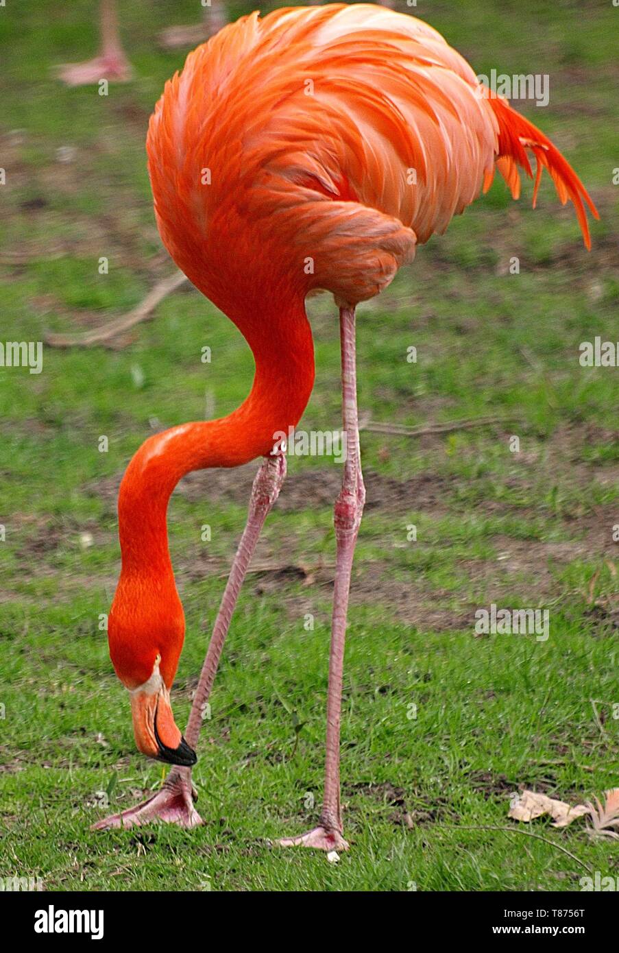 Red Flamingo