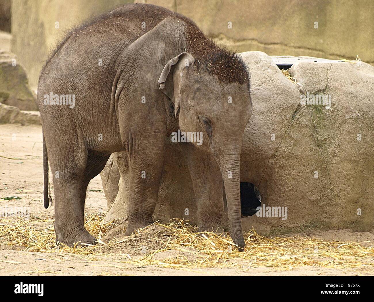Cute baby elephant very close Stock Photo - Alamy