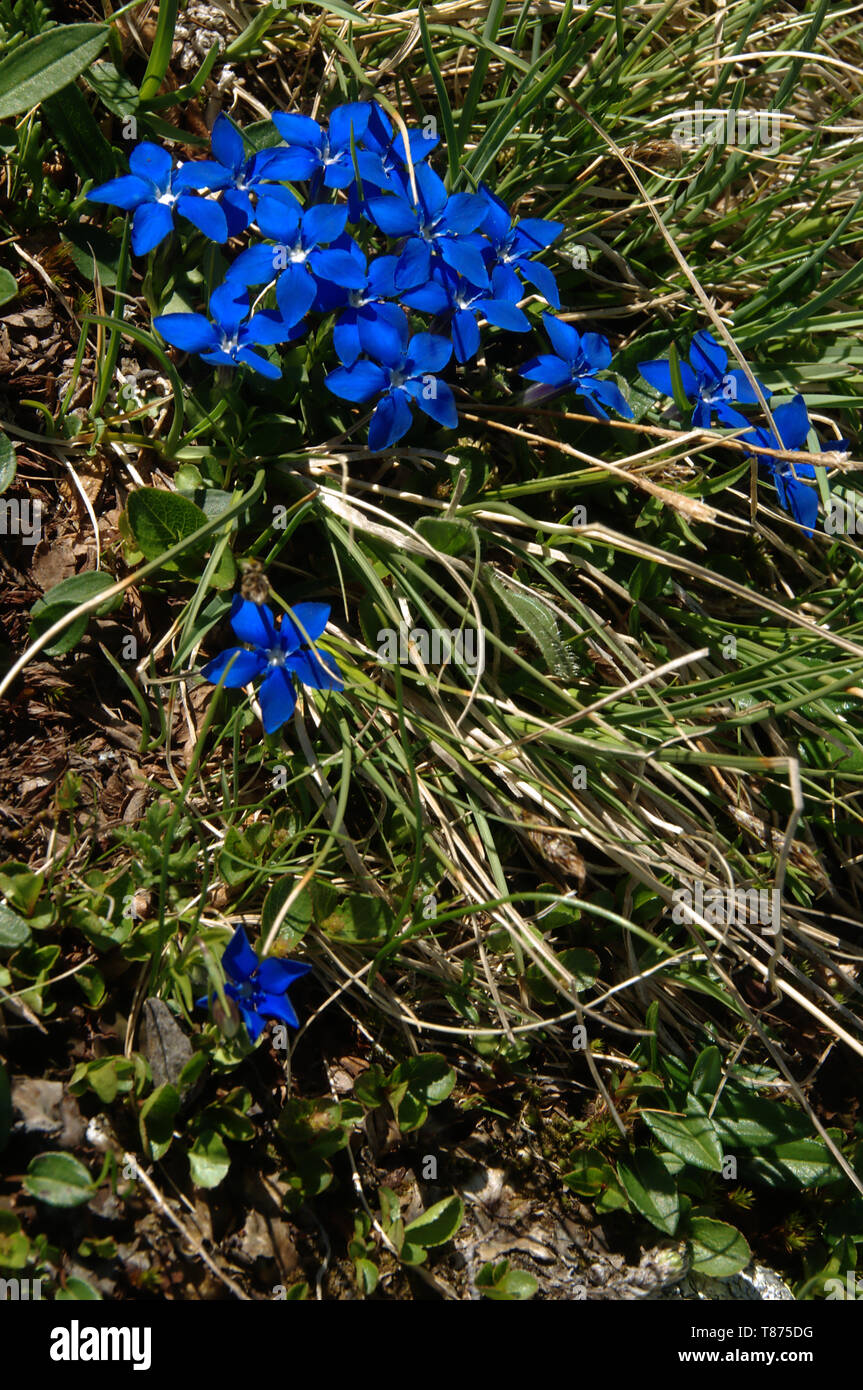 Gentians on meadow hi-res stock photography and images - Alamy
