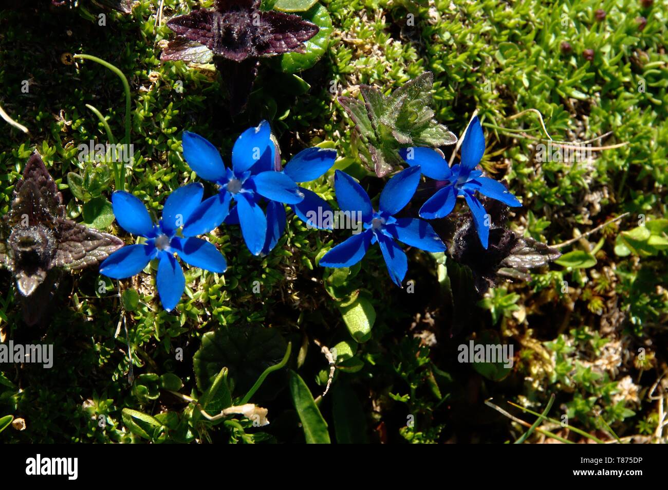 Gentiana verna; Spring gentians flowering on the Pizol, Swiss Alps ...