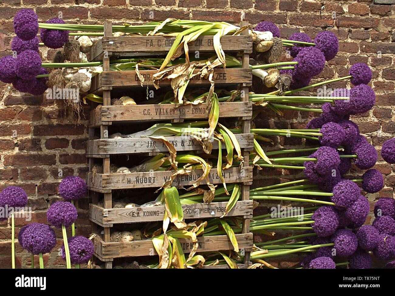 Big pink blooming eek at a market Stock Photo - Alamy