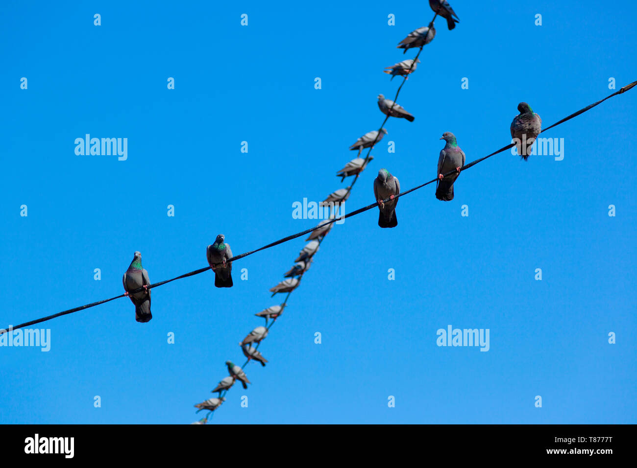 Birds wires india hi-res stock photography and images - Alamy