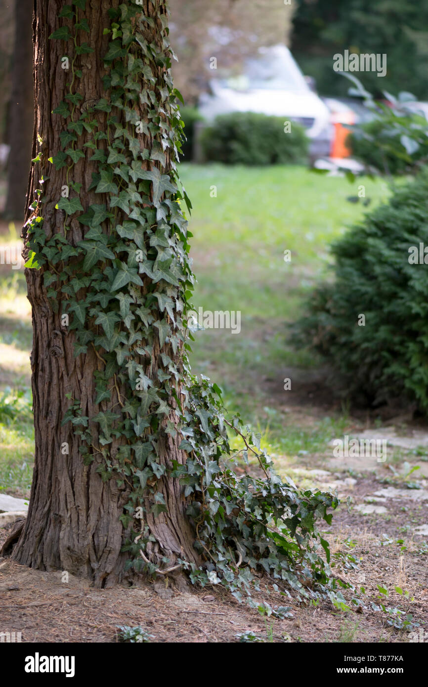 common ivy, English ivy, European ivy or just ivy ( lat. Hedera helix ...