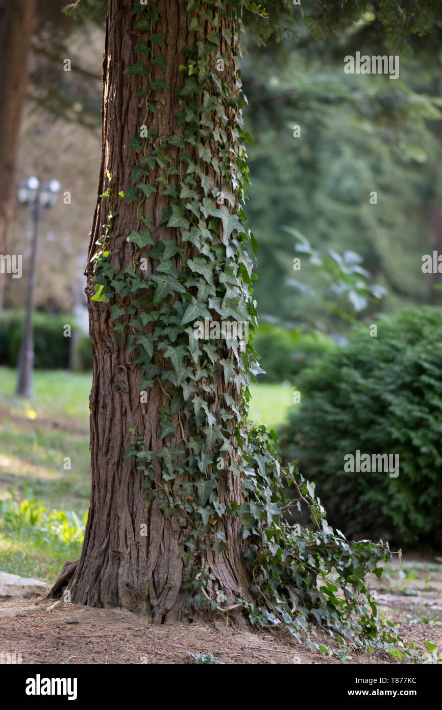 common ivy, English ivy, European ivy or just ivy ( lat. Hedera helix ...