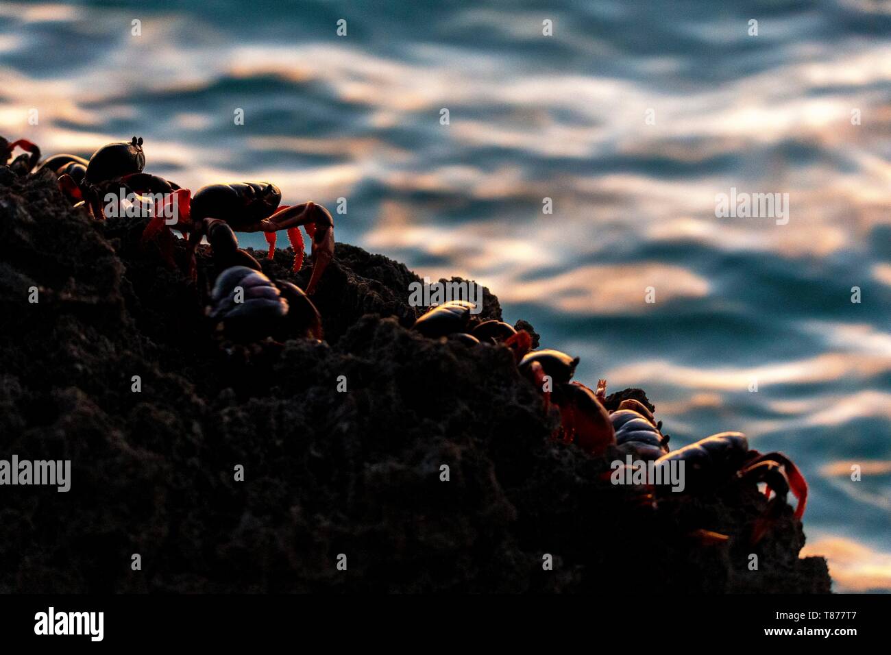 Cuba, Zapata Peninsula, Bay of Pigs, migration of crabs (Gecarcinus ...