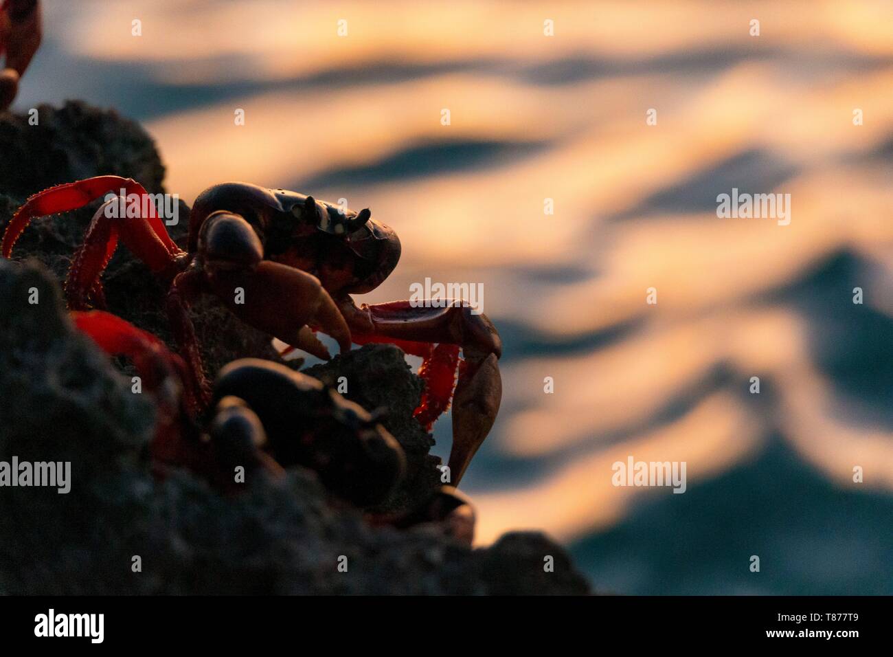 Cuba, Zapata Peninsula, Bay of Pigs, migration of crabs (Gecarcinus ...