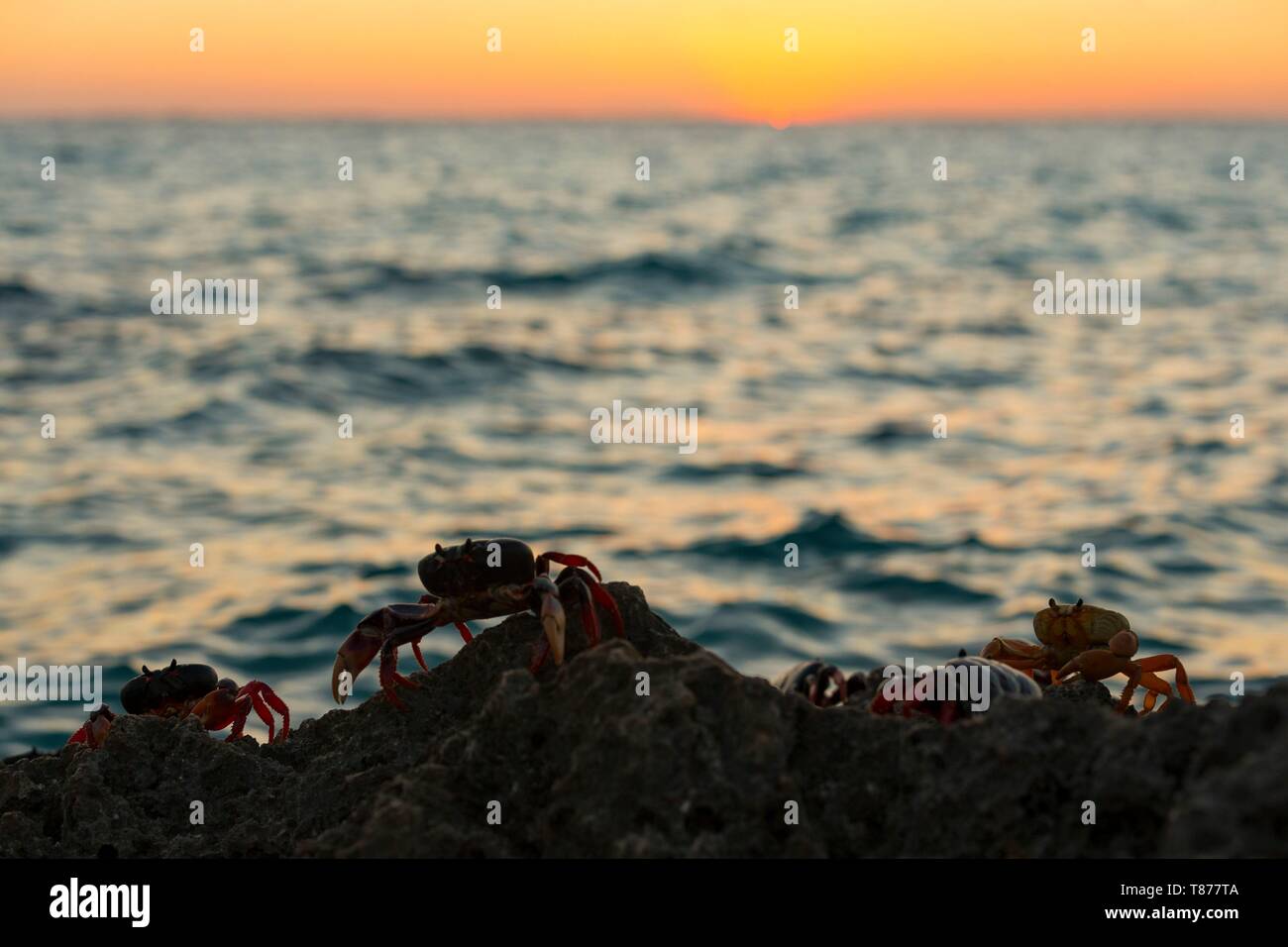 Cuba, Zapata Peninsula, Bay of Pigs, migration of crabs (Gecarcinus ...