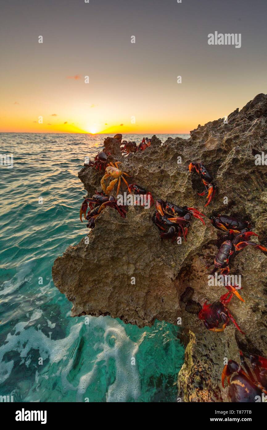 Cuba, Zapata Peninsula, Bay of Pigs, migration of crabs (Gecarcinus ...