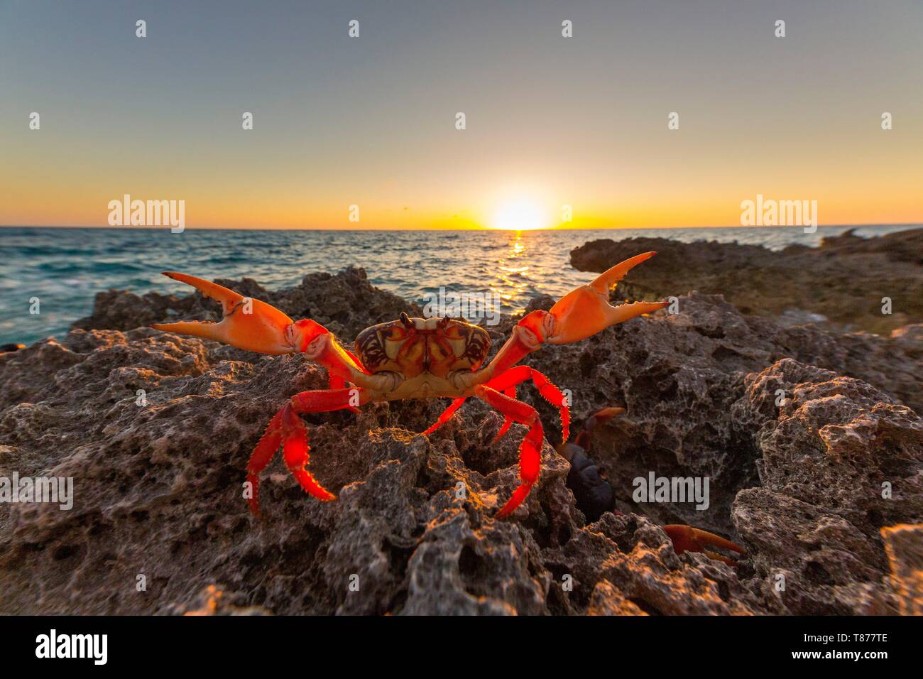 Gecarcinus ruricola migration hi-res stock photography and images - Alamy