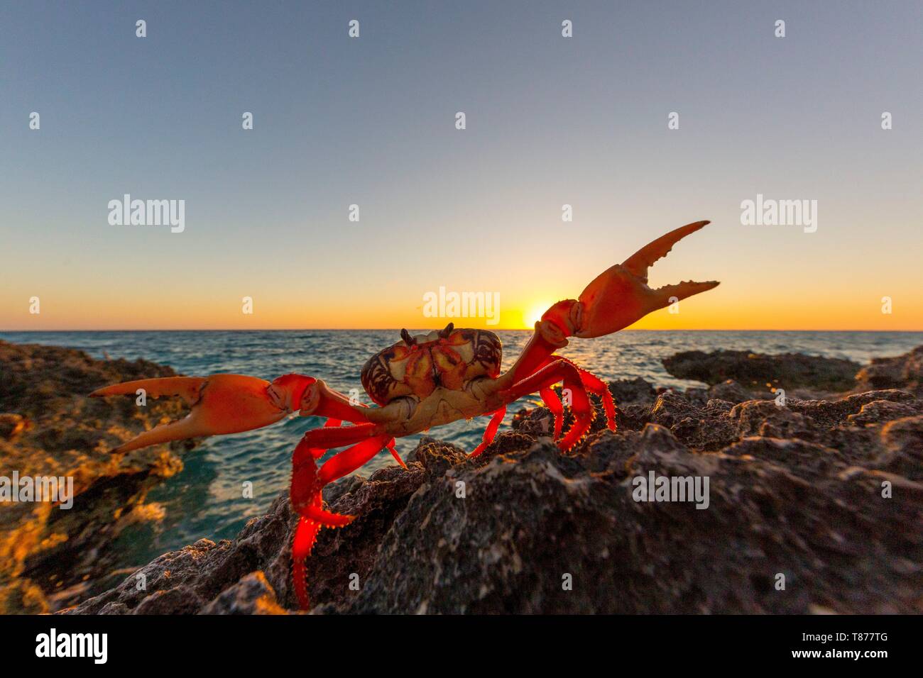 Cuba, Zapata Peninsula, Bay of Pigs, migration of crabs (Gecarcinus ...