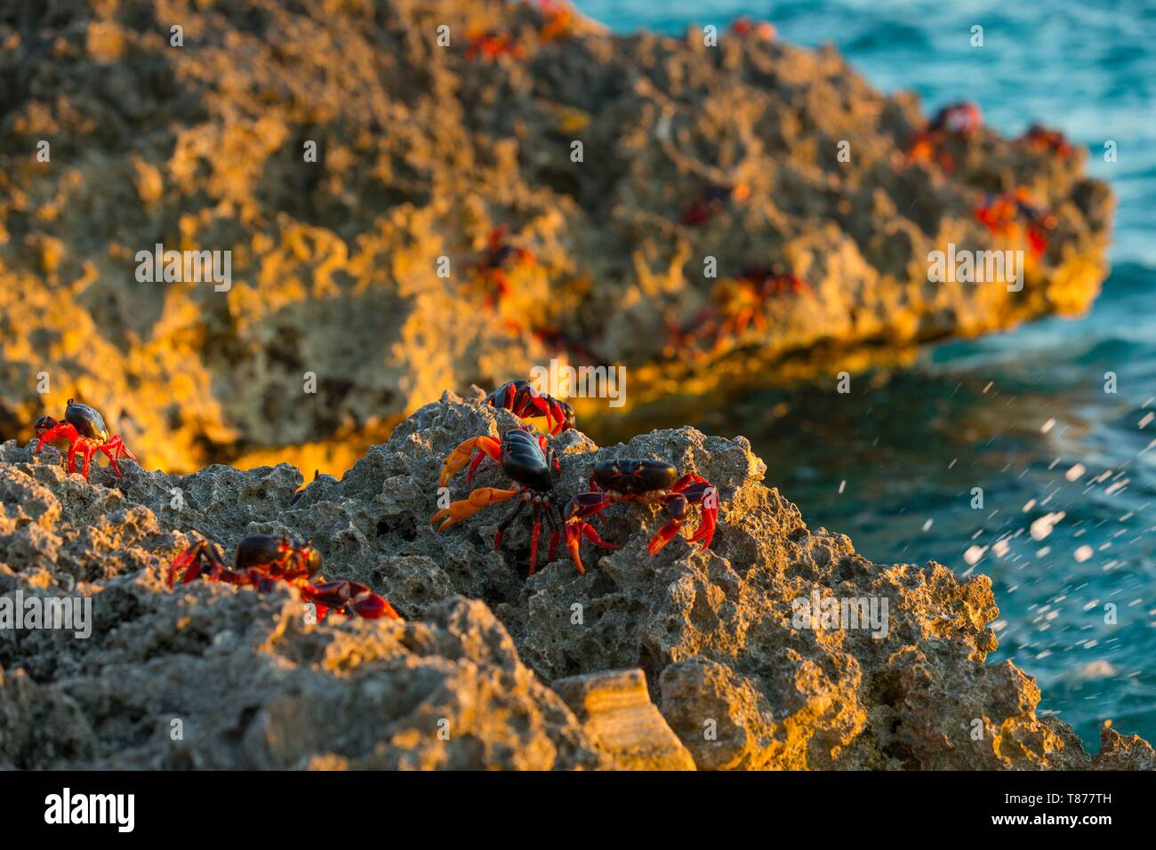 Cuba, Zapata Peninsula, Bay of Pigs, migration of crabs (Gecarcinus ...