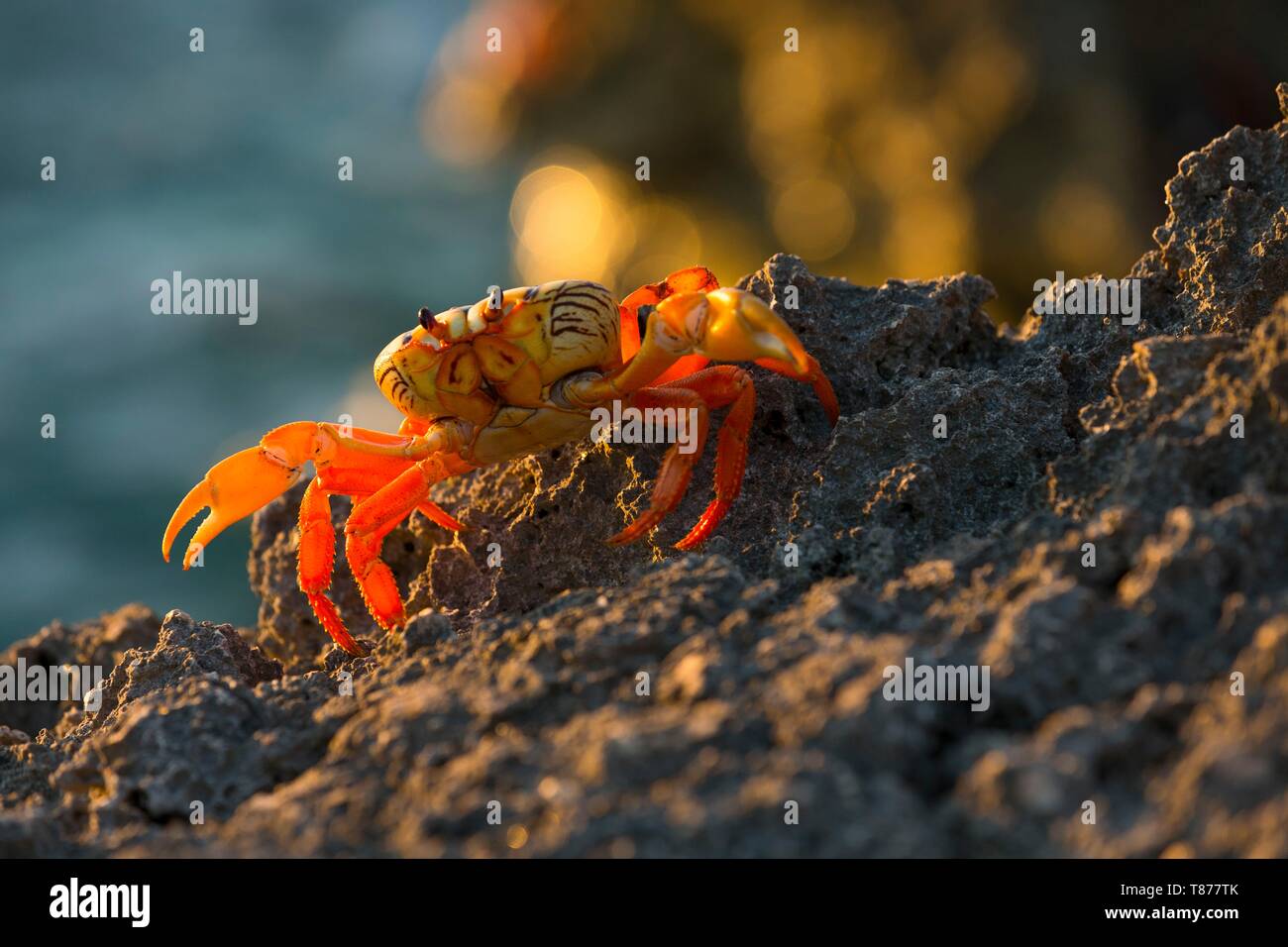 Cuba, Zapata Peninsula, Bay of Pigs, migration of crabs (Gecarcinus ...