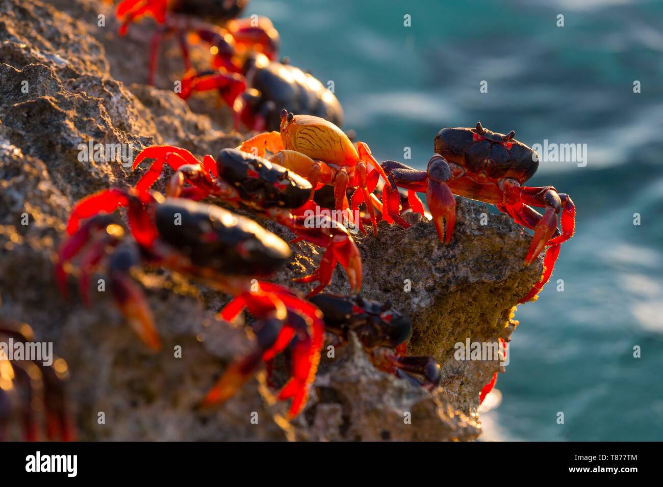 Cuba, Zapata Peninsula, Bay of Pigs, migration of crabs (Gecarcinus ...