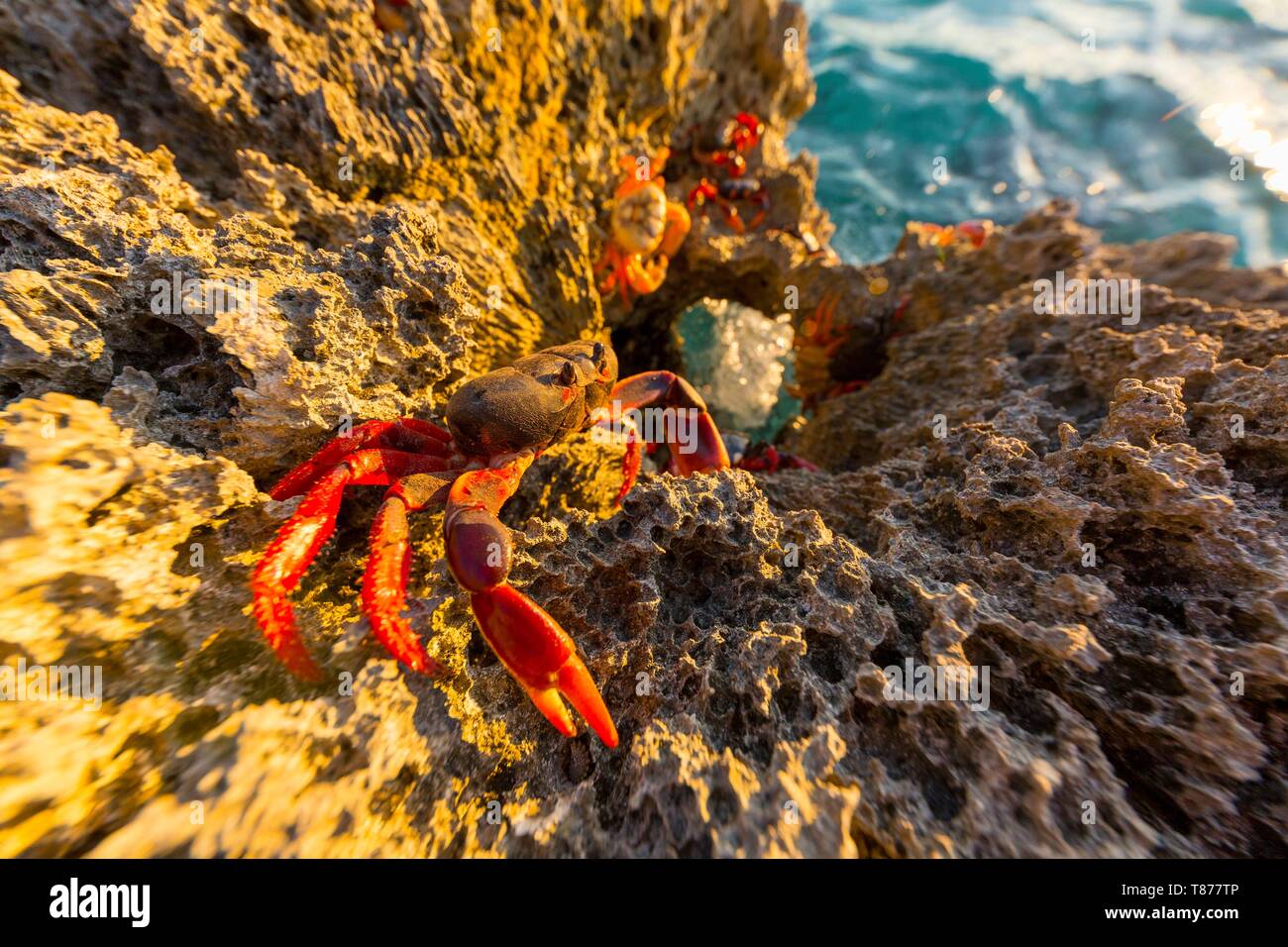 Cuba, Zapata Peninsula, Bay of Pigs, migration of crabs (Gecarcinus ...