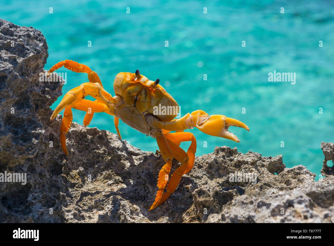 Cuba, Zapata Peninsula, Bay of Pigs, migration of crabs (Gecarcinus ...