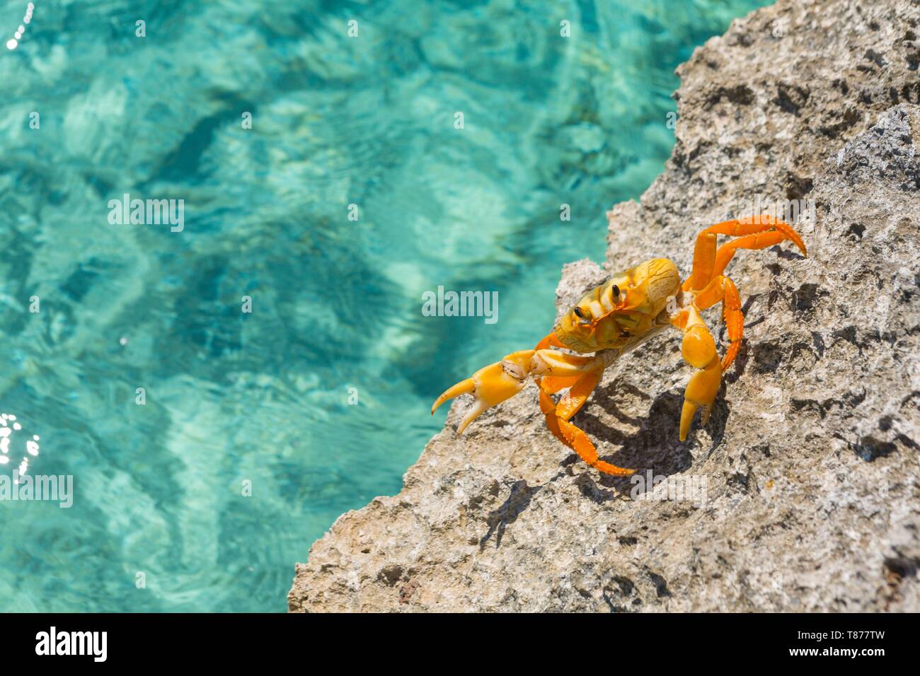 Cuba, Zapata Peninsula, Bay of Pigs, migration of crabs (Gecarcinus ...
