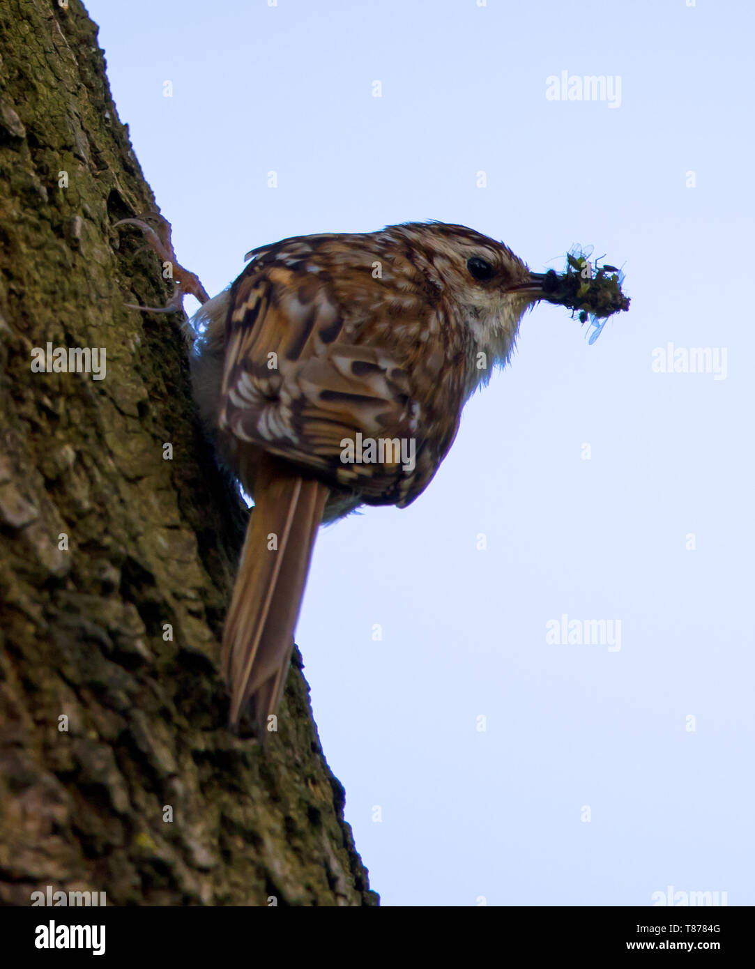 Tree creeper providing food to nest in the ivy Stock Photo - Alamy